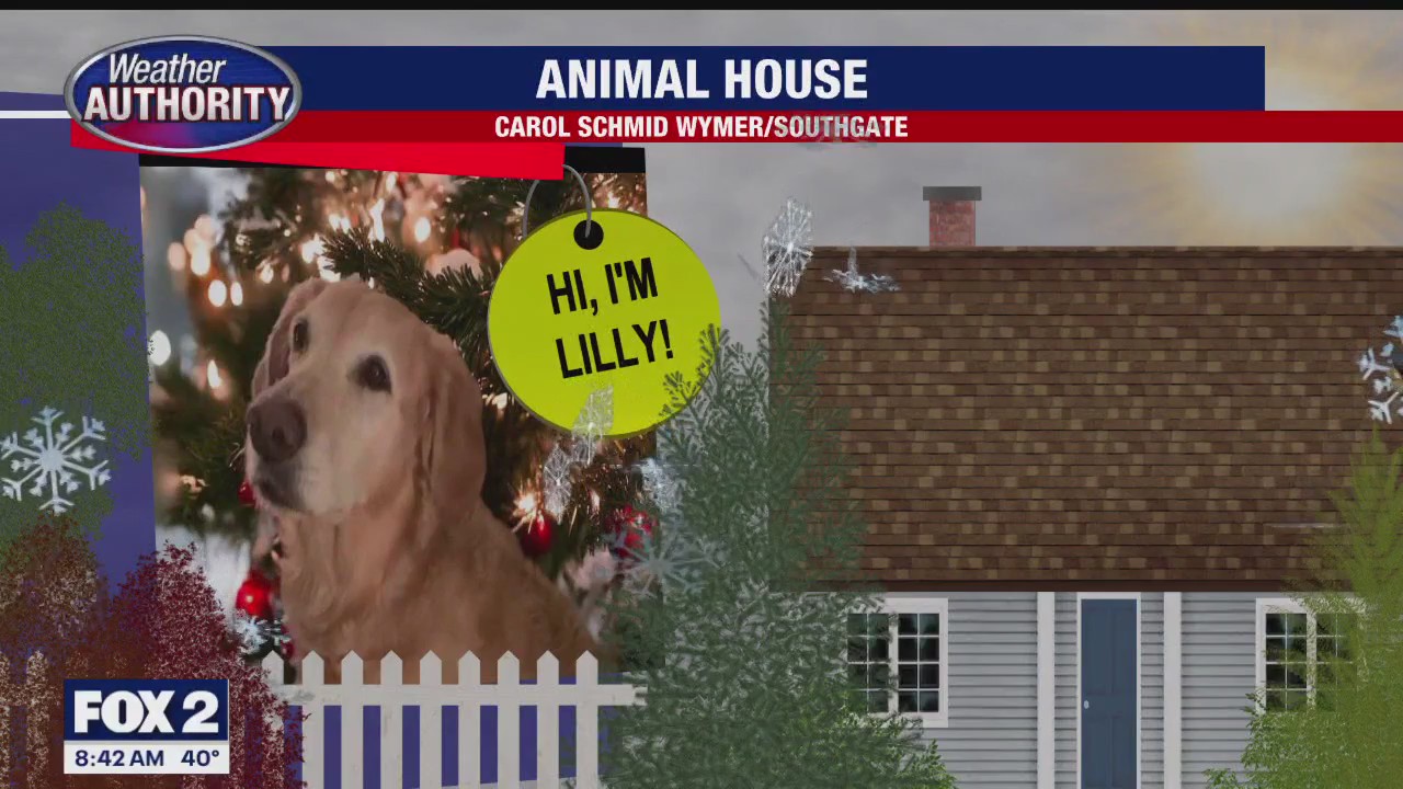 Meet Lilly | FOX 2 Detroit