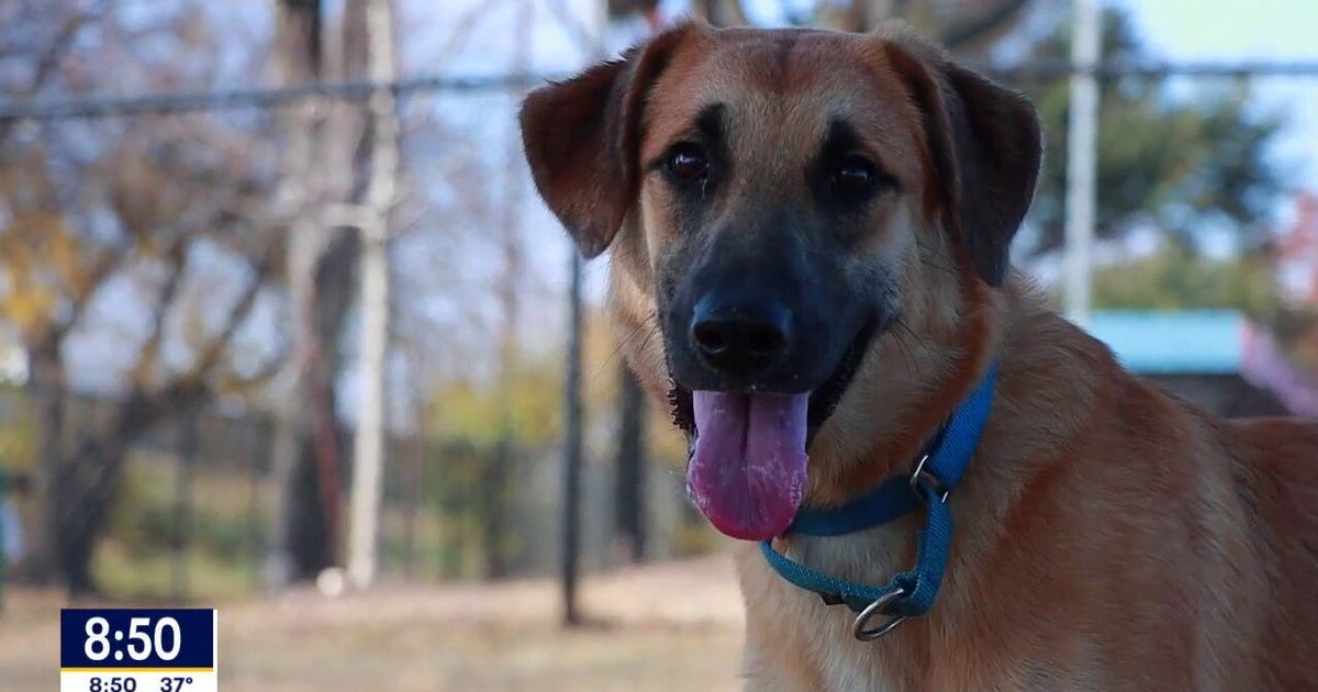 Dog of the Day: Kelly | FOX 4 Dallas-Fort Worth