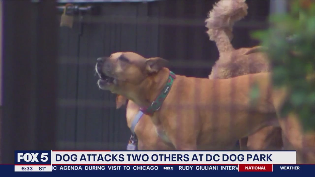 DC dog owners concerned after dog attacks others at park | FOX 5 DC