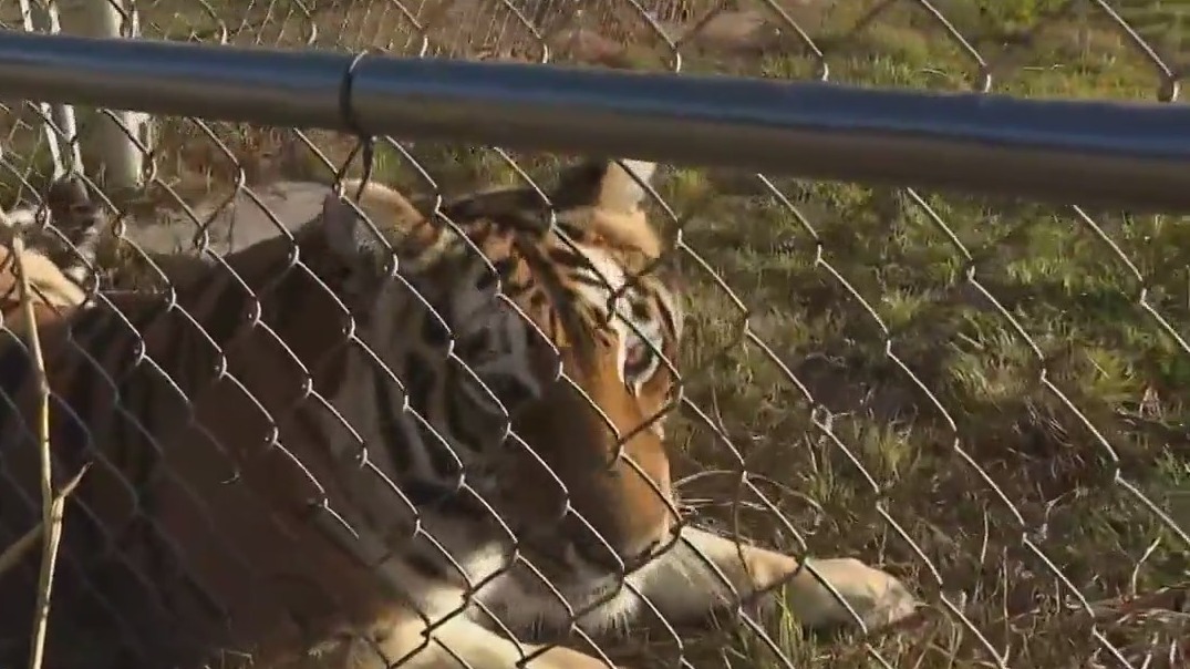 Elmira?s Wildlife Sanctuary cares for wild animals in need of a forever ...