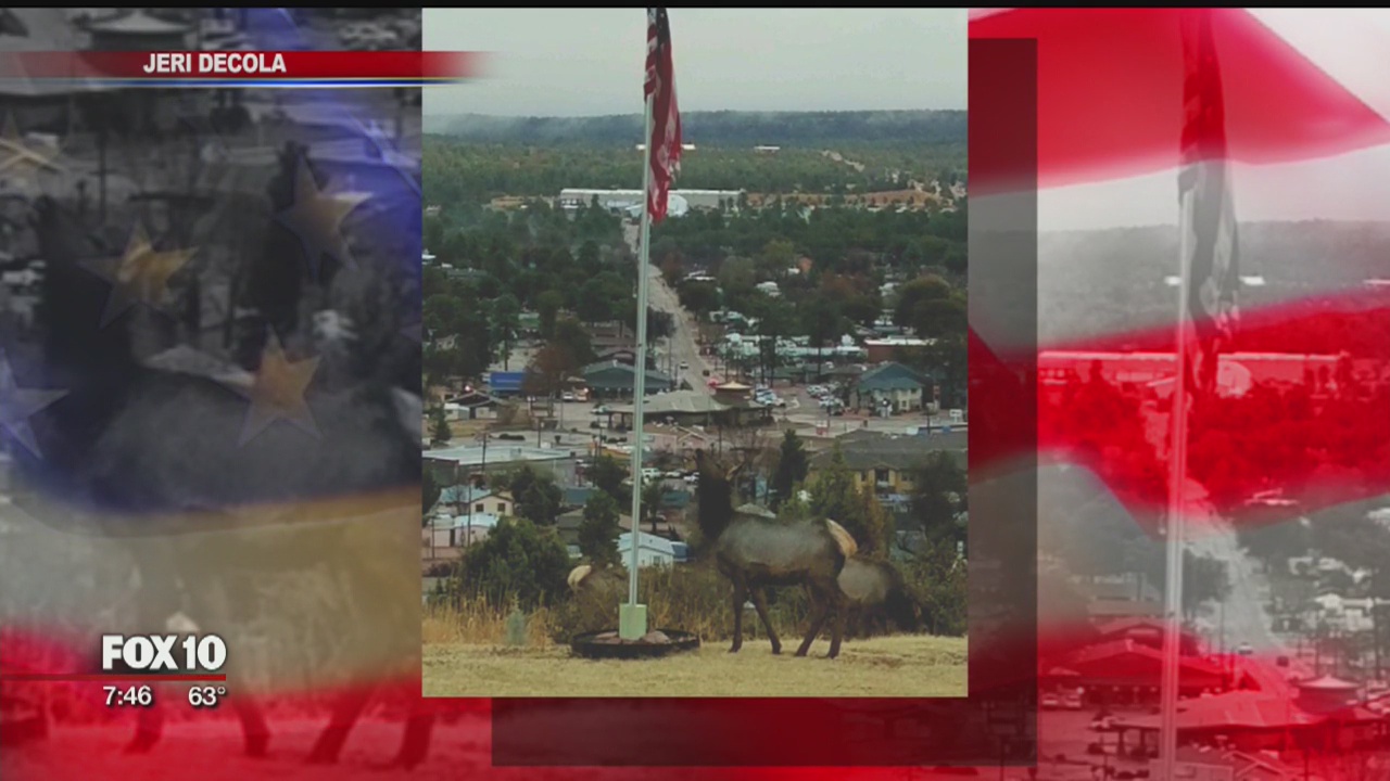 PATRIOTIC ELK: Payson couple snaps photo of elk staring at American ...