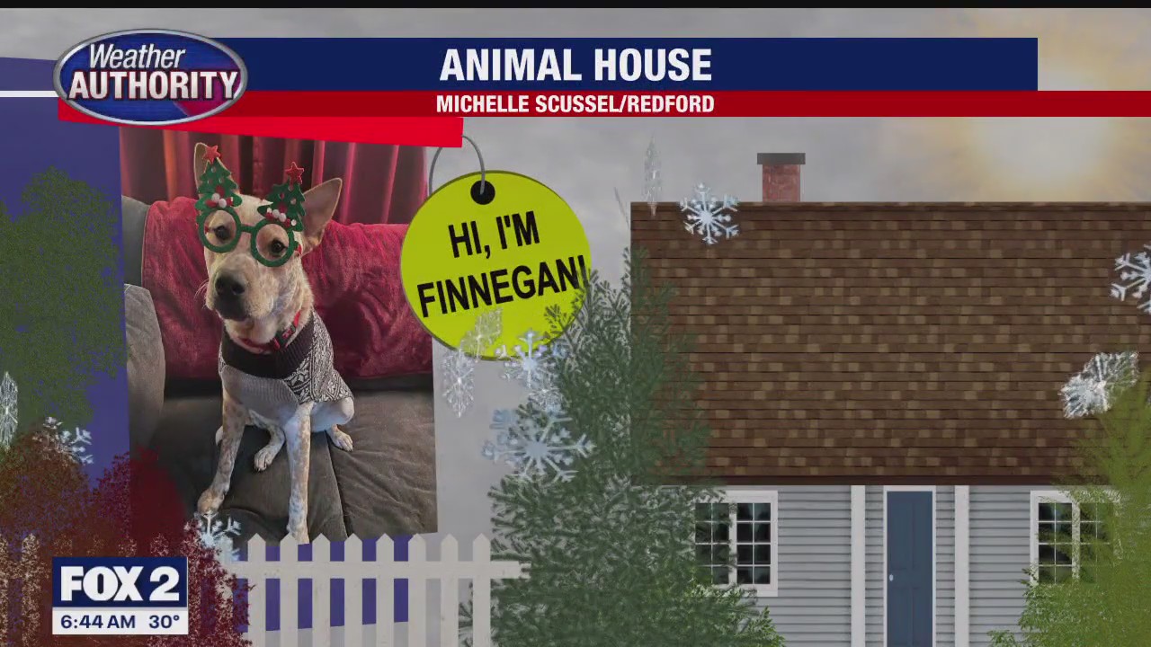 Meet Finnegan | FOX 2 Detroit