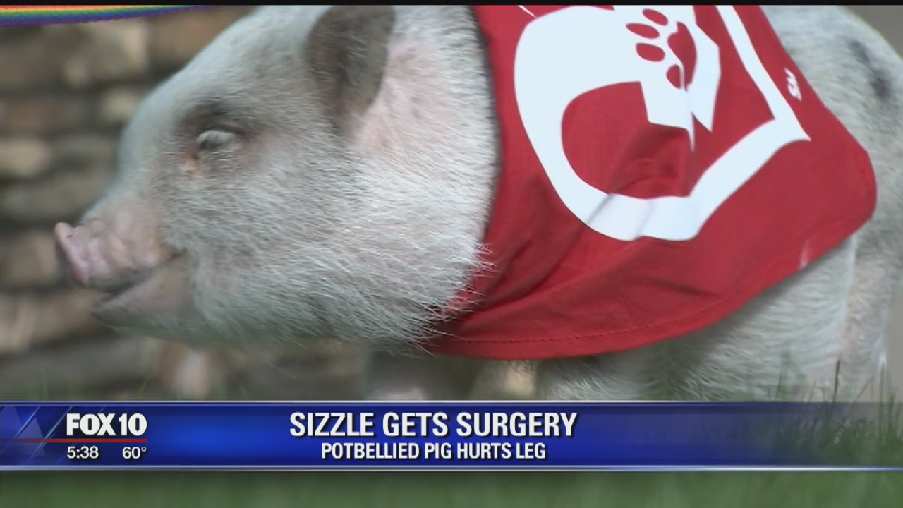 Pig recovers from leg injuries, thanks to veterinarians | FOX 10 Phoenix