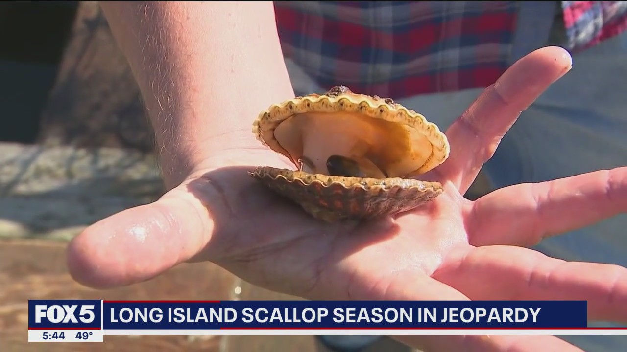 Long Island scallop season in jeopardy | FOX 5 New York