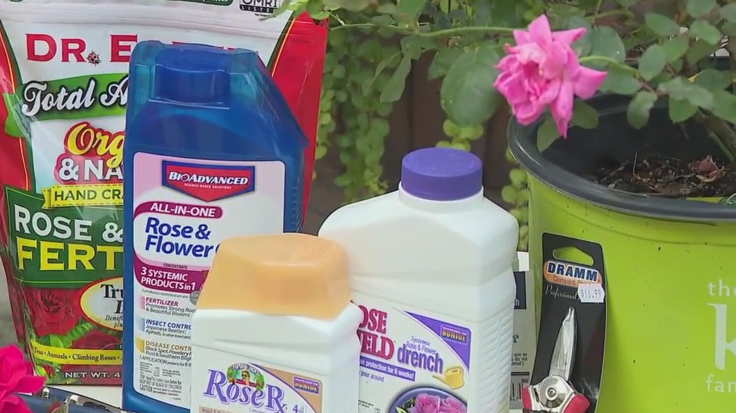 How to care for roses during the summer | FOX 5 Atlanta
