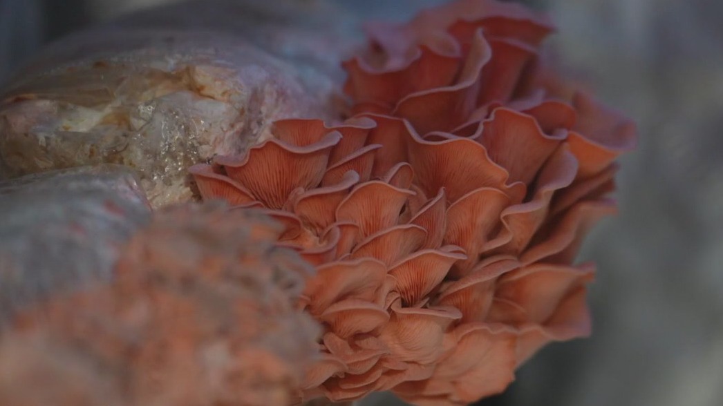 Man grows top-tier fungi in Pinellas County | FOX 13 Tampa Bay