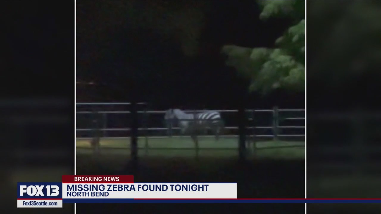 Missing North Bend zebra finally caught | FOX 13 Seattle
