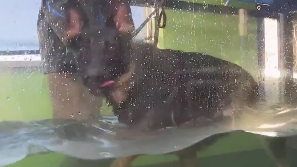 Underwater Treadmill Demo | FOX6 Milwaukee