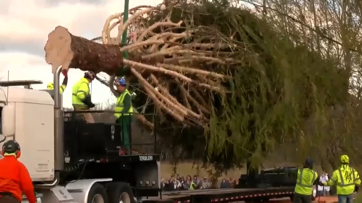 Rockefeller Christmas tree is cut down | FOX 5 New York