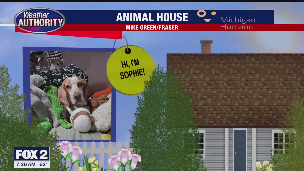 Meet Sophie Sue | FOX 2 Detroit