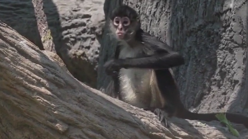 Swinging with the spider monkeys at Brookfield Zoo Chicago | FOX 32 Chicago