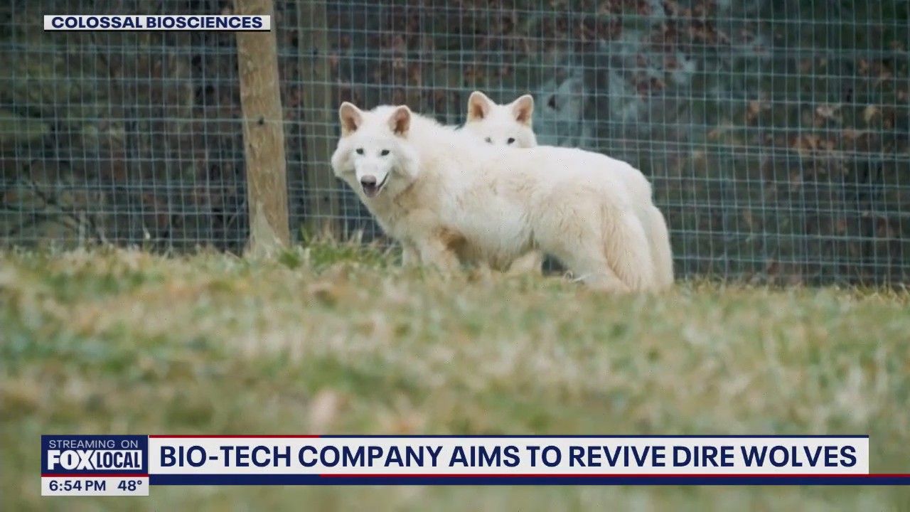 Dire wolves DNA used to revive species | FOX 13 Seattle