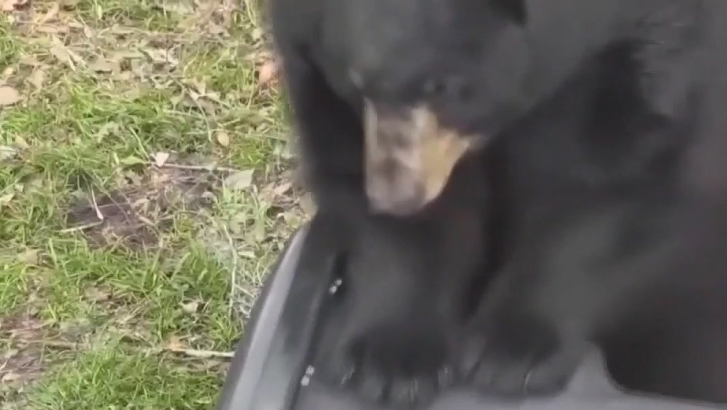 Human-wildlife interactions on the rise | FOX 13 Tampa Bay