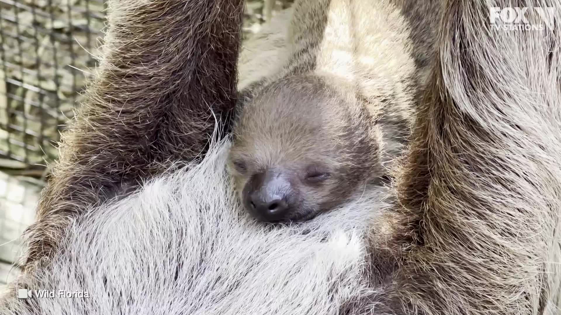 Wild Florida welcomes new baby sloth 'Banana' | FOX 35 Orlando