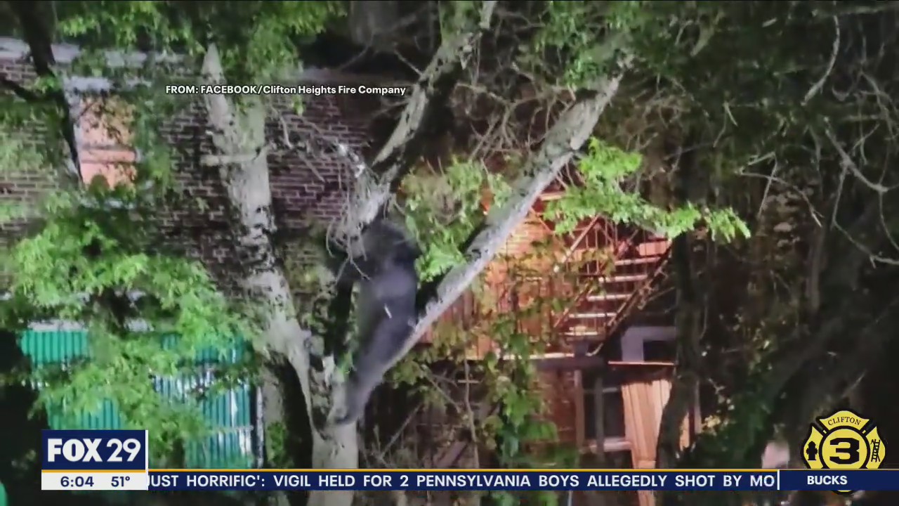 Bear spotted in Delaware County captured in Clifton Heights | FOX 29 ...