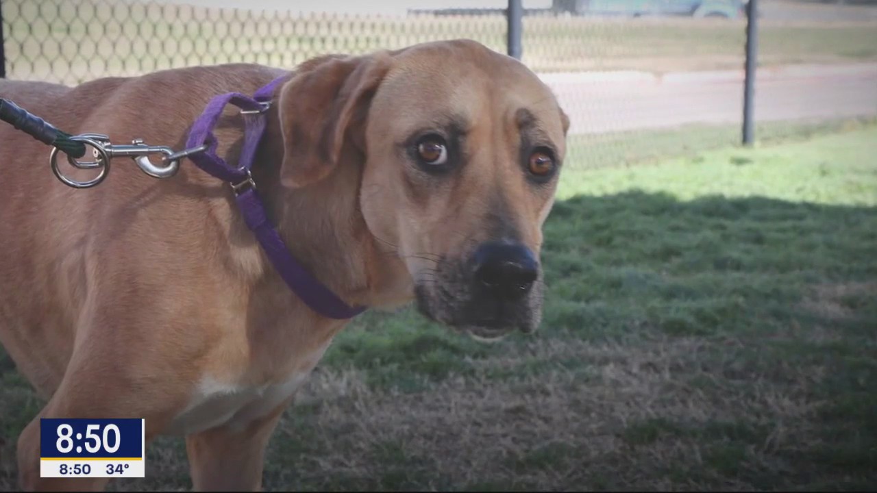 Dog of the Day: Kia | FOX 4 Dallas-Fort Worth