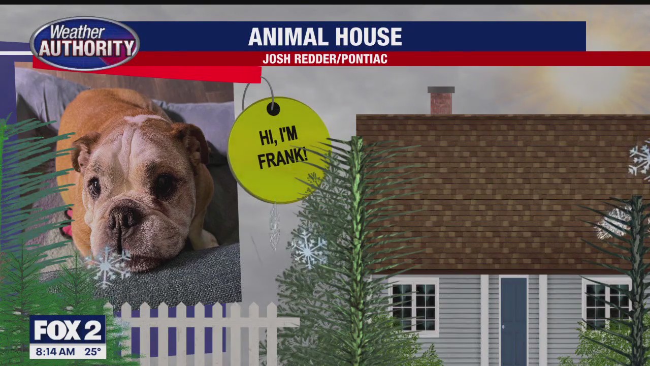 Meet Frank | FOX 2 Detroit