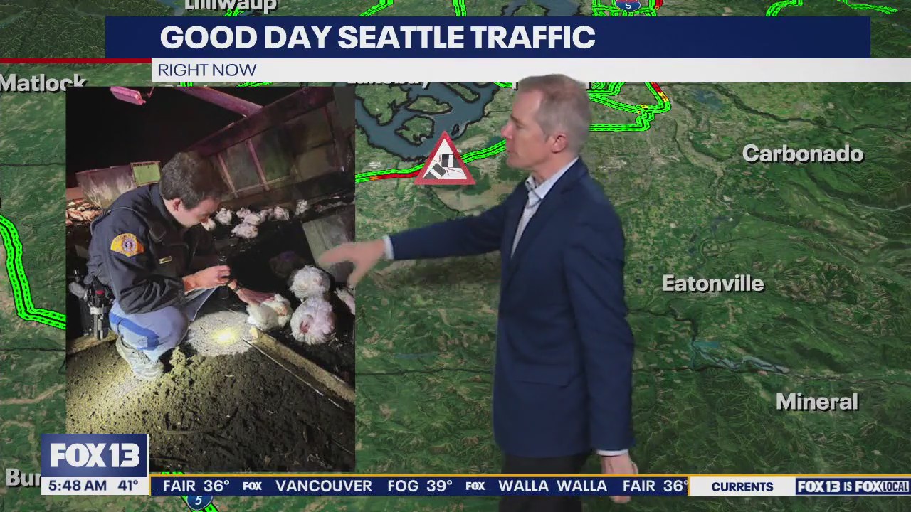 Semi with live chickens crashes on I-5 in DuPont, WA | FOX 13 Seattle