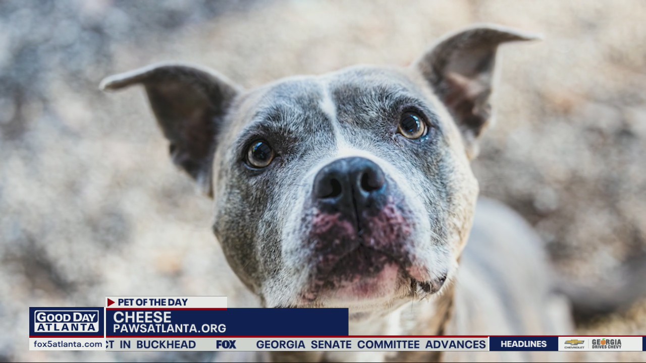 Pet of the Day: Meet Cheese | FOX 5 Atlanta