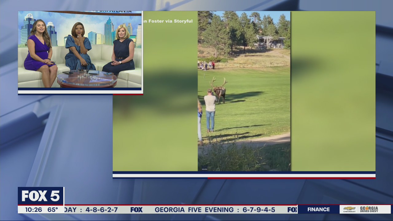 Elk charges tourist in Colorado park | FOX 5 Atlanta