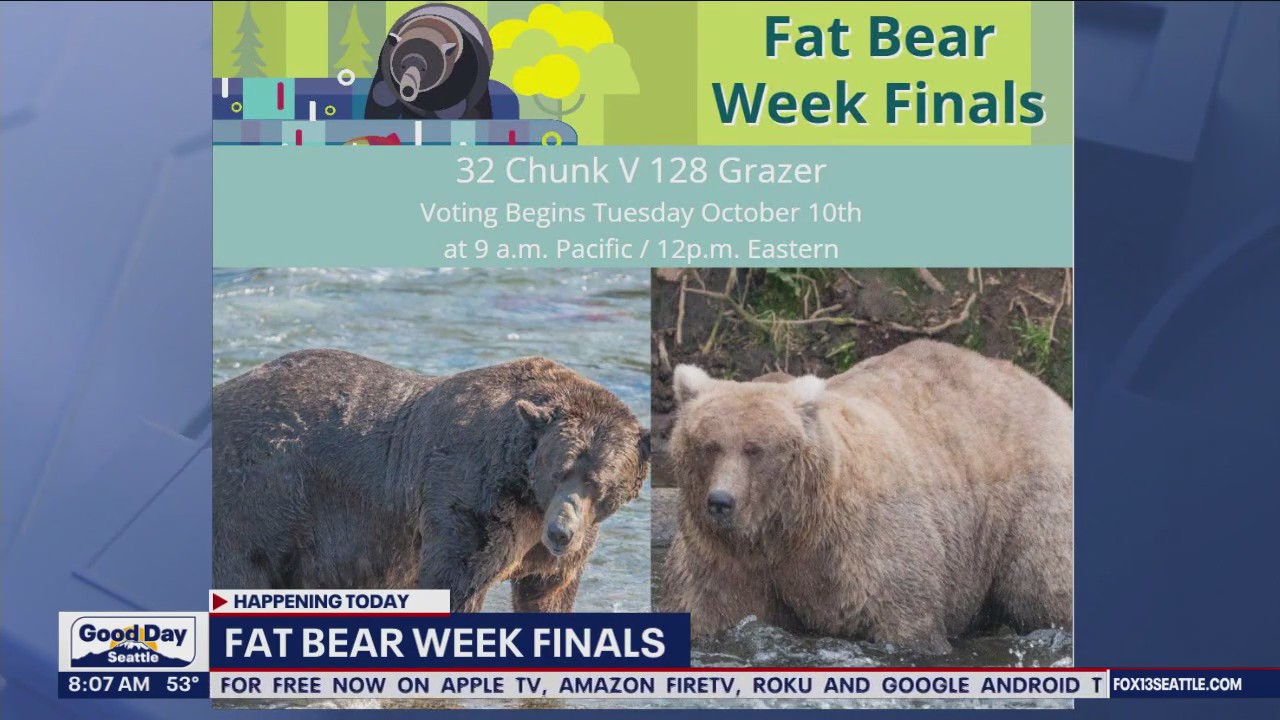 Fat Bear Week Finals: Chunk vs. Grazer | FOX 13 Seattle