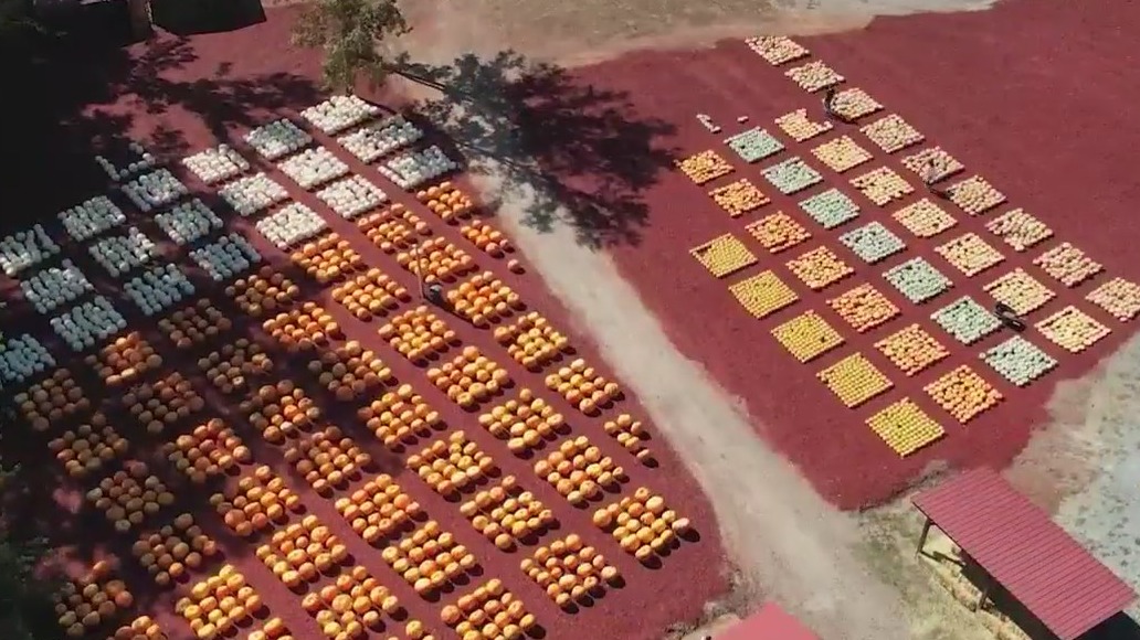 Burt's Pumpkin Farm opening this weekend | FOX 5 Atlanta