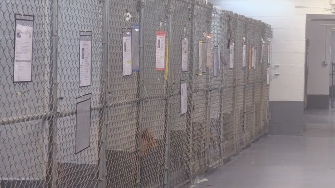 Florida animal shelter to put down aggressive dogs | FOX 51 Gainesville