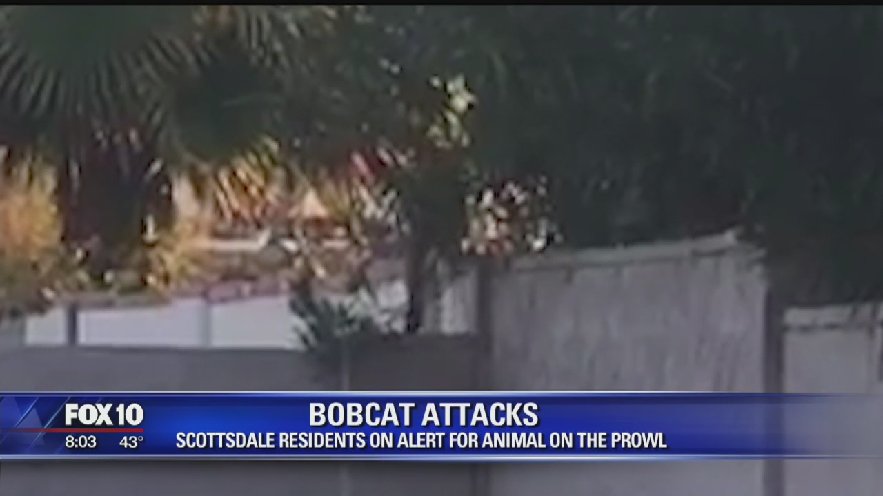 Bobcat spotted in north Scottsdale neighborhood | FOX 10 Phoenix