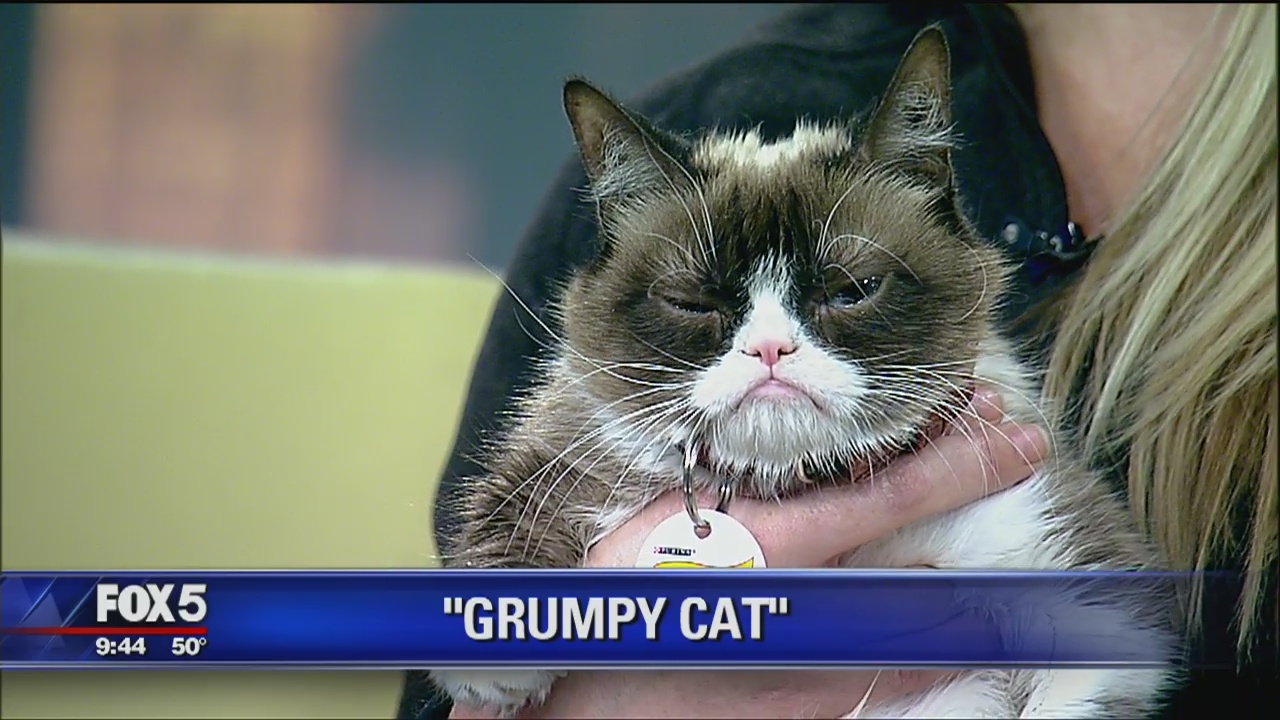 Grumpy Cat | FOX 5 New York