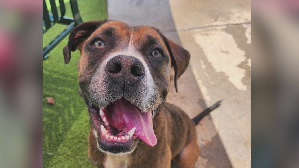 Meet Mara and Cleo: Our Pets of the Day | FOX 5 Atlanta