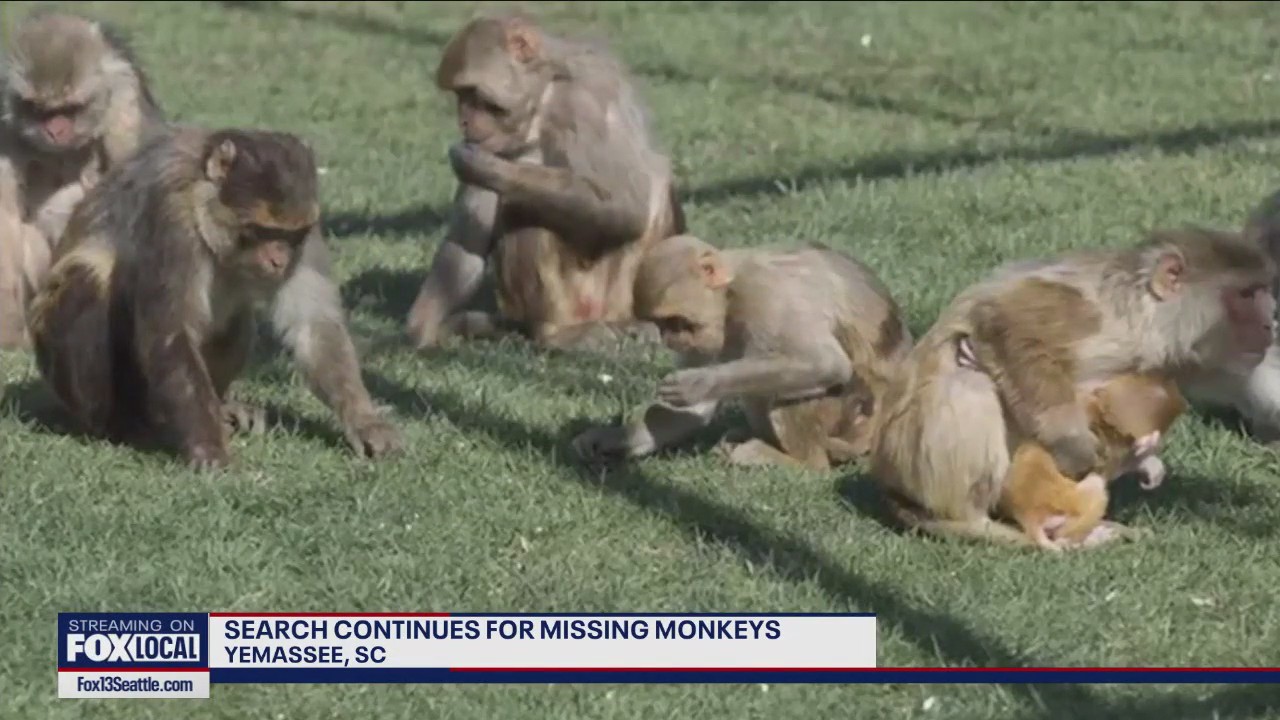 Search continues for missing monkeys in South Carolina | FOX 13 Seattle
