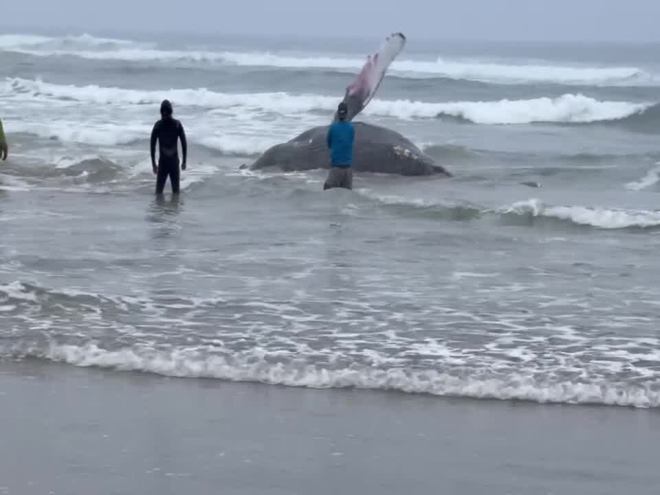 Yachats Beached Whale | FOX 13 Seattle