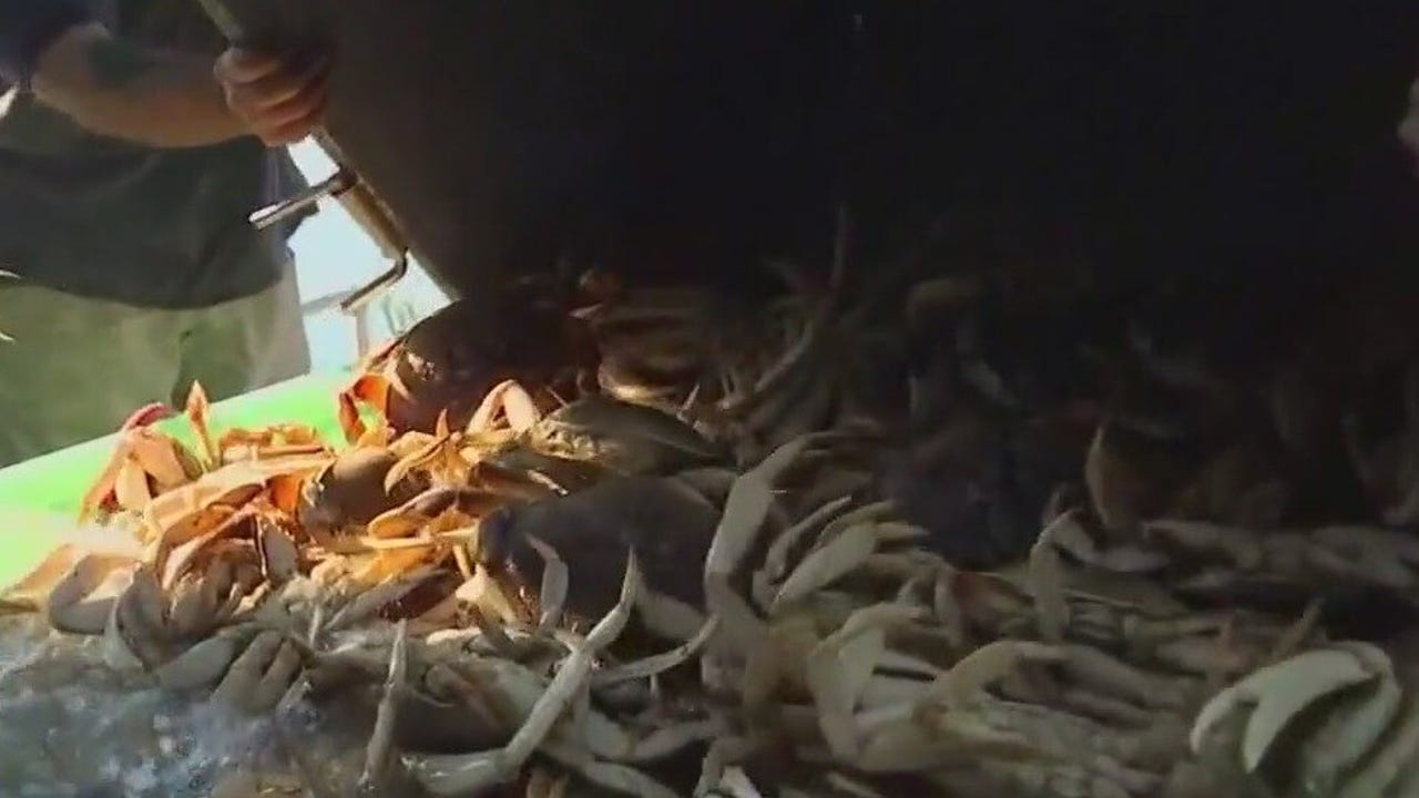 Dungeness crab season begins | KTVU FOX 2