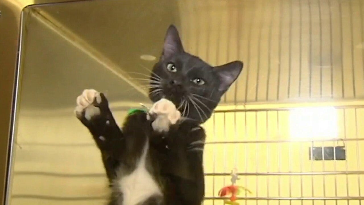 New California law prohibits cat declawing | FOX 10 Phoenix