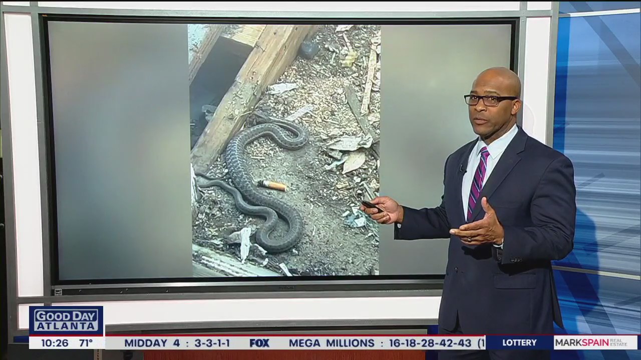 New homeowner finds snakes behind drywall | FOX 5 Atlanta