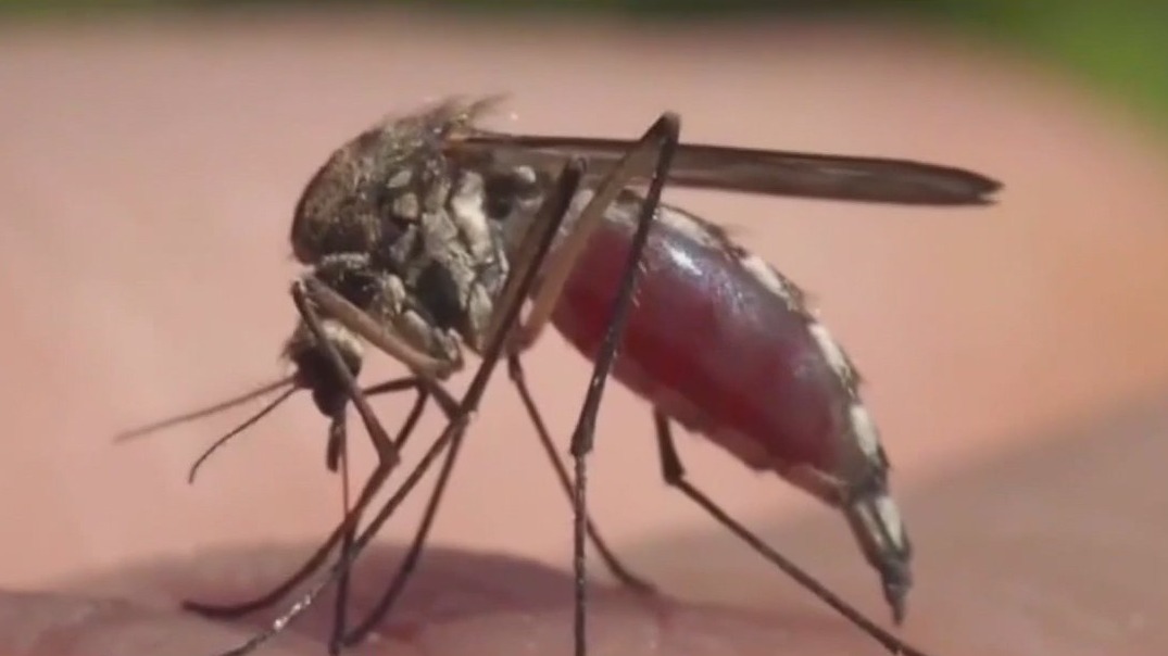 1st West Nile death of 2025 reported | FOX 10 Phoenix