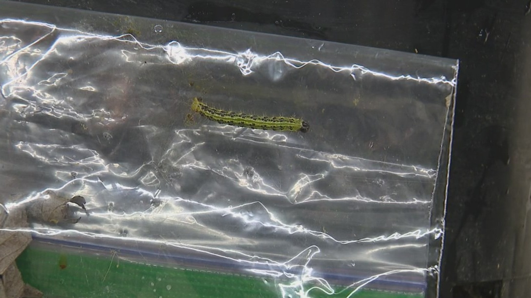 Meet the caterpillar wreaking havoc on Michigan boxwoods | FOX 2 Detroit