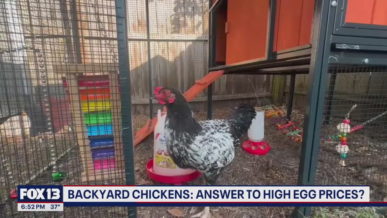 Backyard chickens: Answer to high egg prices | FOX 13 Seattle