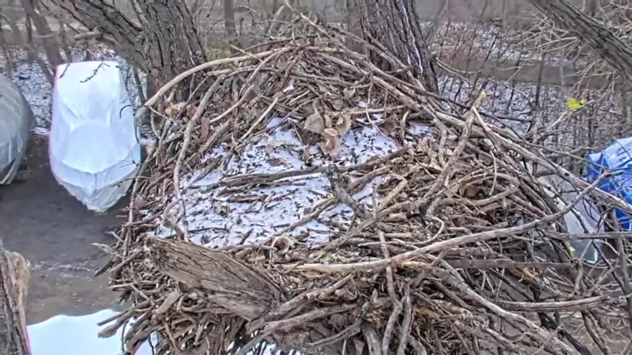 New DNR Eagle Camera now streaming live | FOX 9 Minneapolis-St. Paul