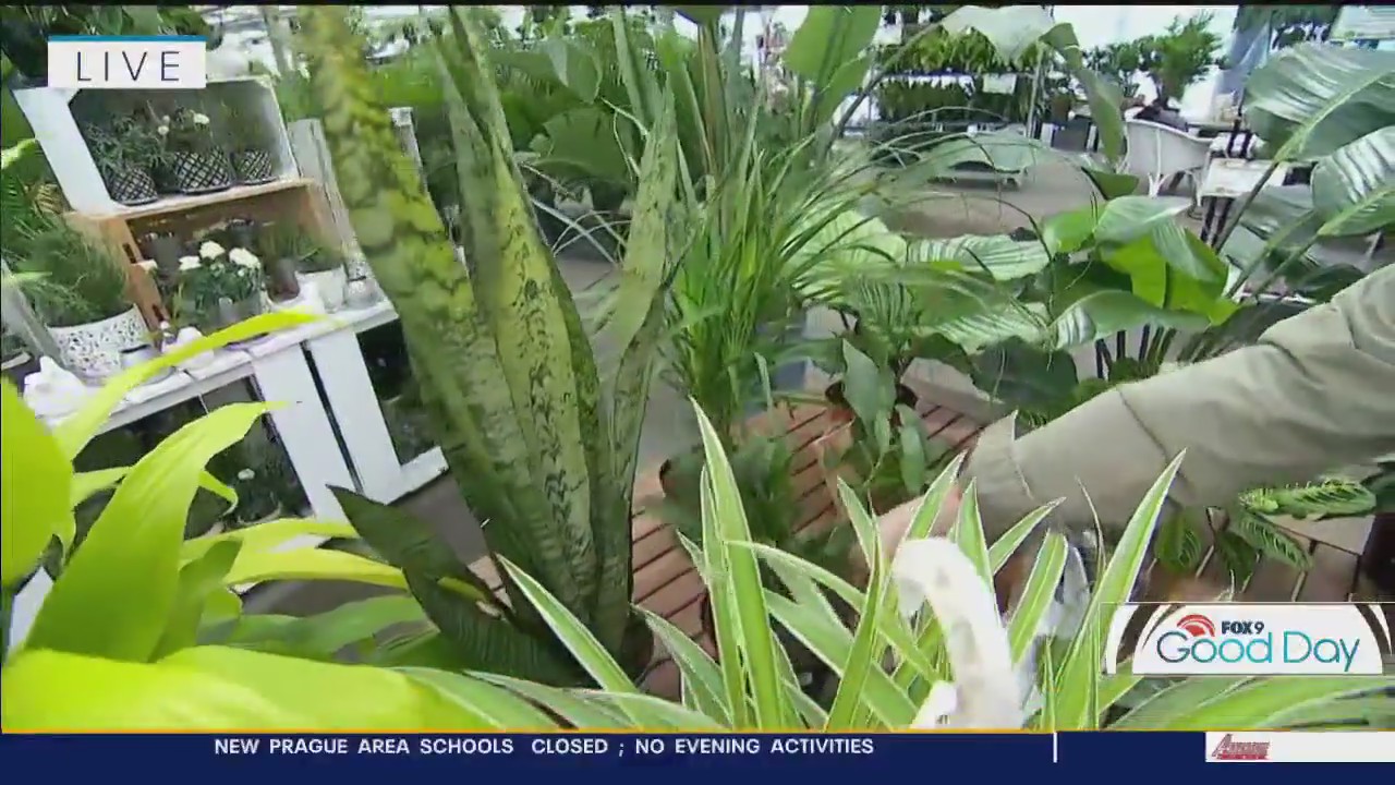 Trendy house plants to add to your home | FOX 9 Minneapolis-St. Paul