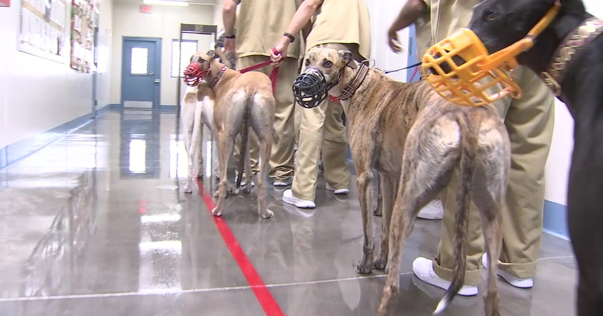 Prison program pairs inmates with greyhounds to prepare them for life ...