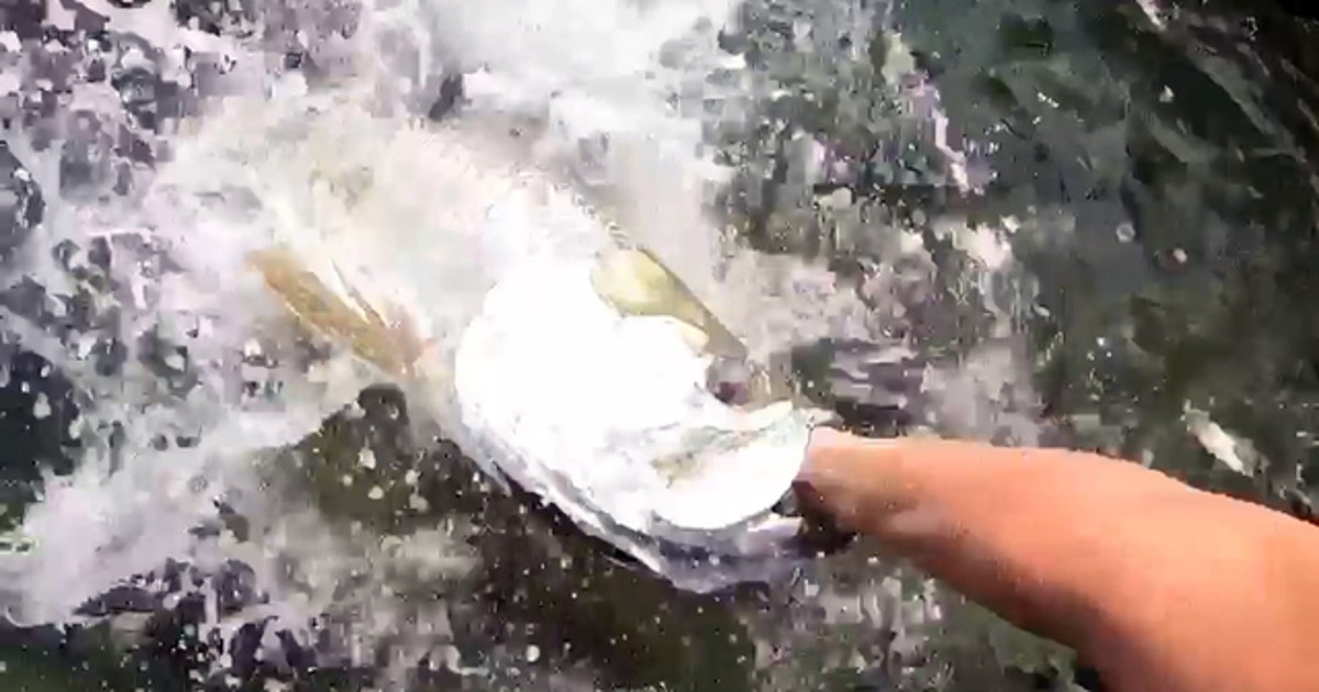 Watch: Massive tarpon bites the hand that feeds him in Florida | FOX 10 ...