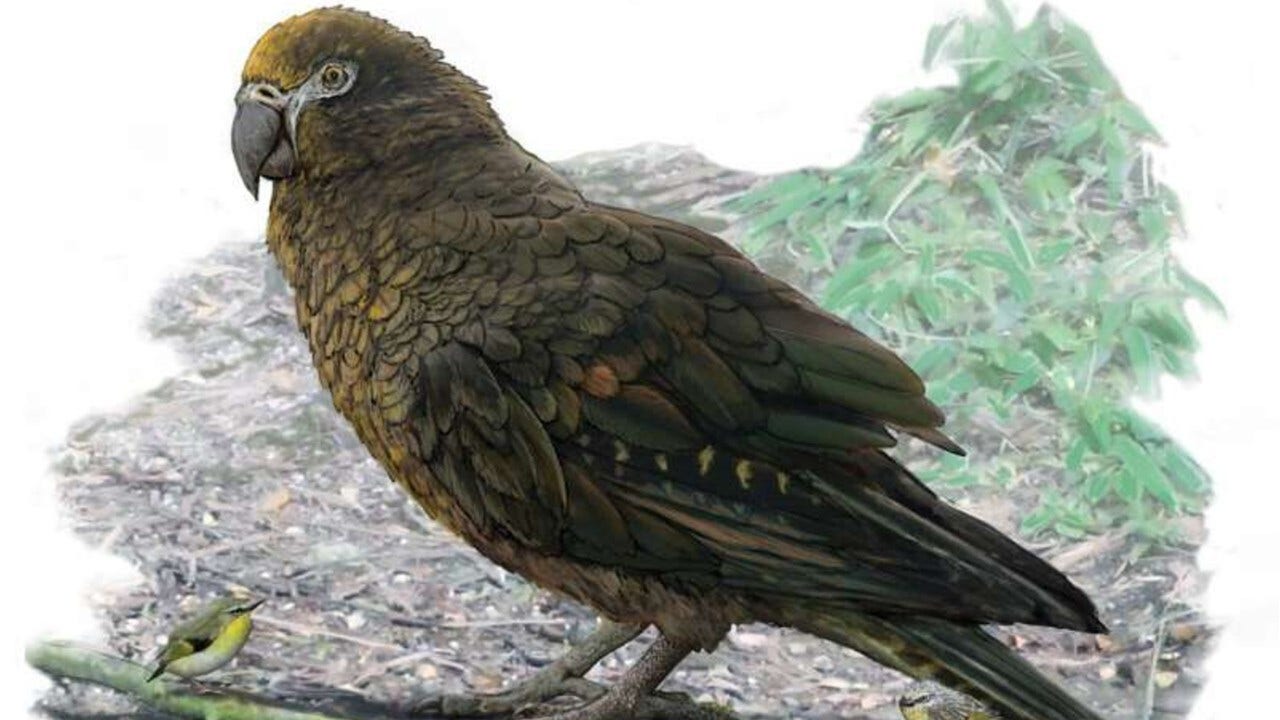 ‘Squawkzilla': Scientists discover 19-million-year-old cannibal parrot ...