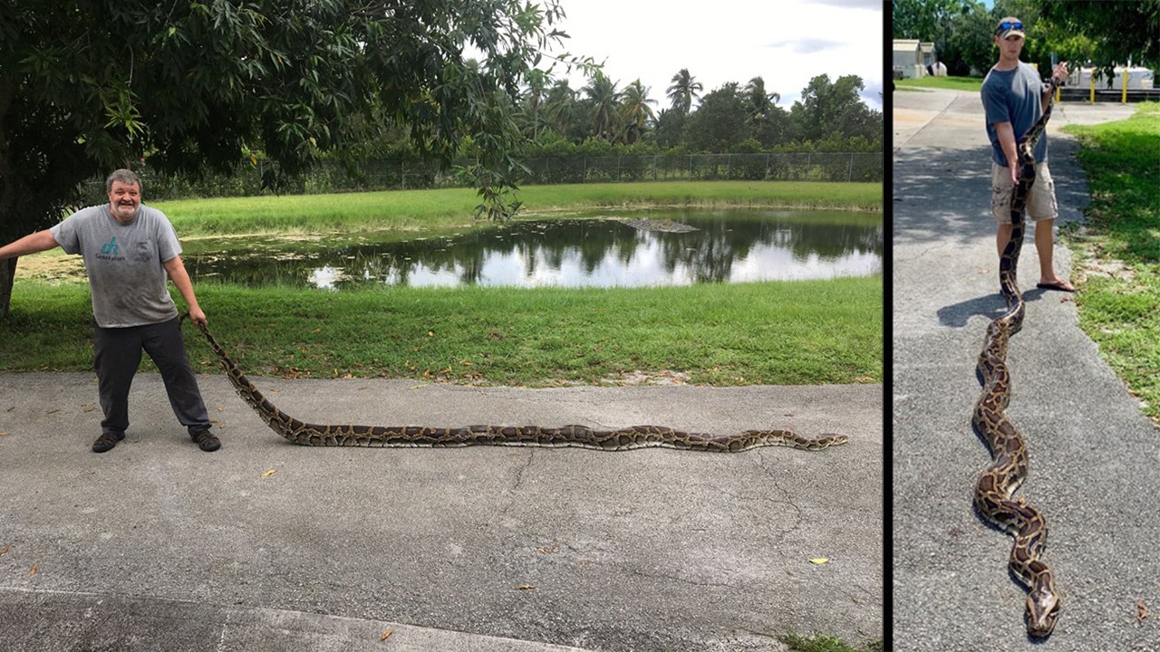 Florida hunters capture 2 17-foot, 9-inch Burmese pythons on the same ...