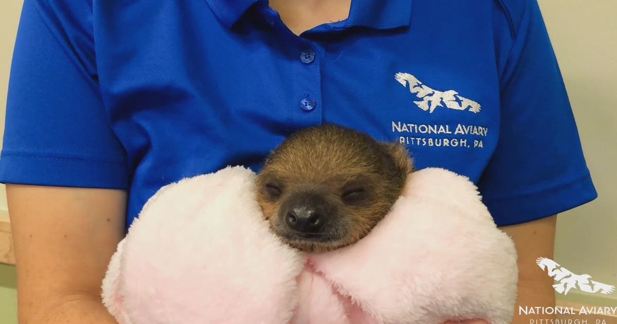 Baby sloth makes debut at Pittsburgh zoo | FOX 10 Phoenix