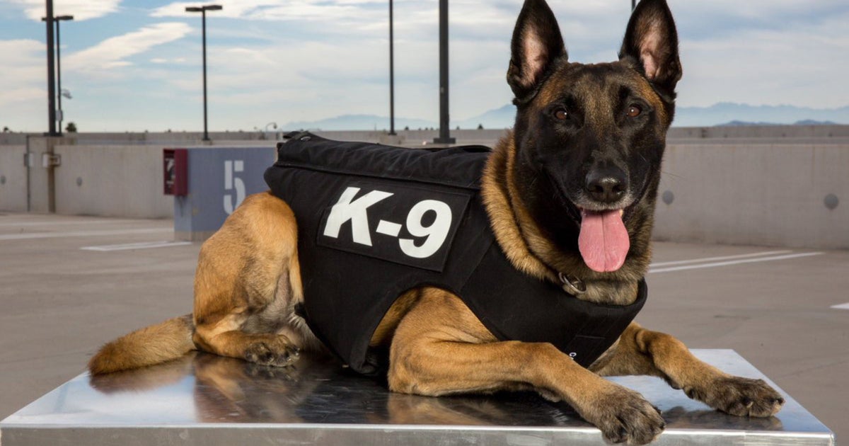 Banner Health security K-9's get new bulletproof vests | FOX 10 Phoenix