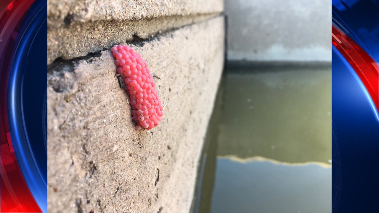 Discovery of invasive snail species in Scottsdale waterway a cause for ...
