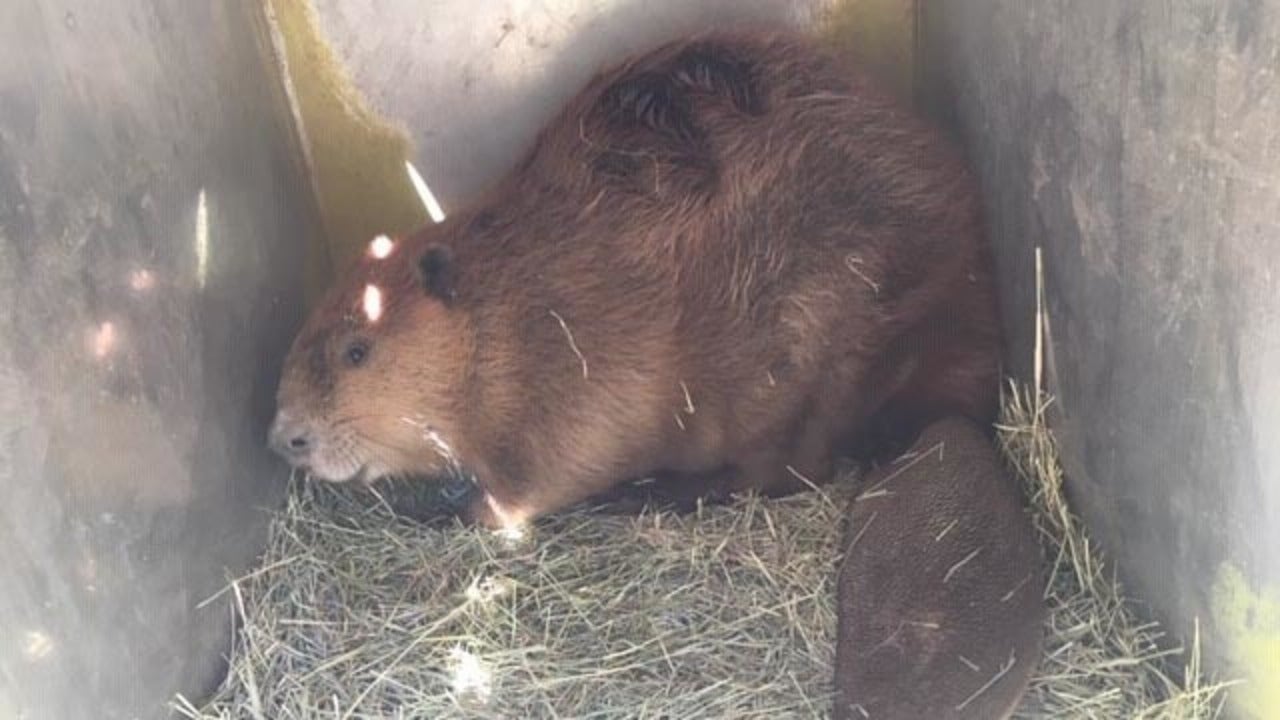 Beaver rescued, released into new home after being found in Phoenix ...