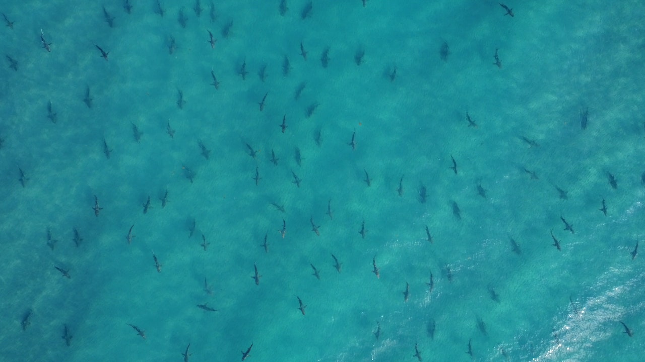 Sharks migrate along Florida coast