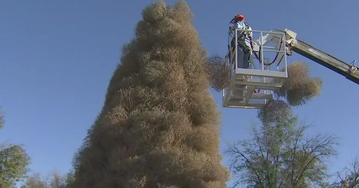 Crews begin building, decorating Chandler's iconic Tumbleweed Christmas ...